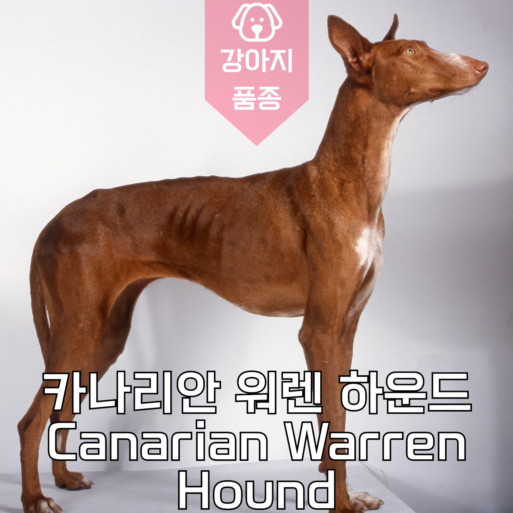 강아지 종류 카나리안 워렌 하운드 Canarian Warren Hound - 반려동물 정보창고